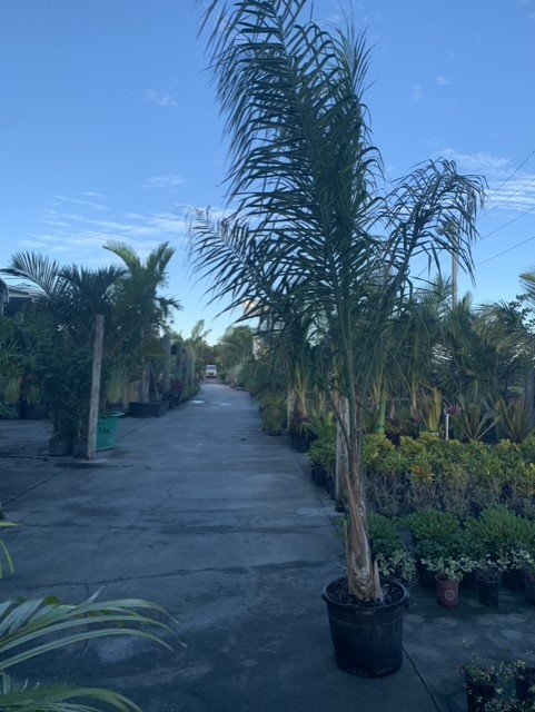 Palms