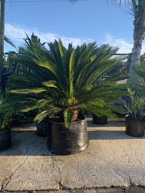 Palms